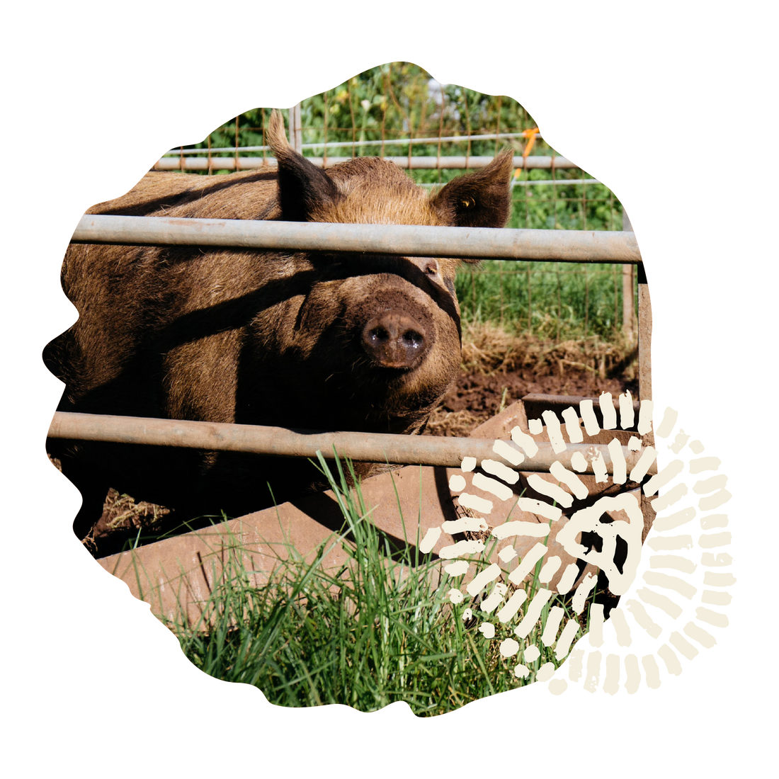 Native Foodways is a First Nations led social enterprise.