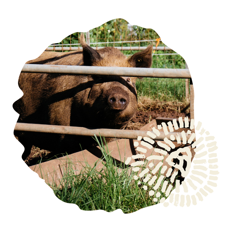 Native Foodways is a First Nations led social enterprise.